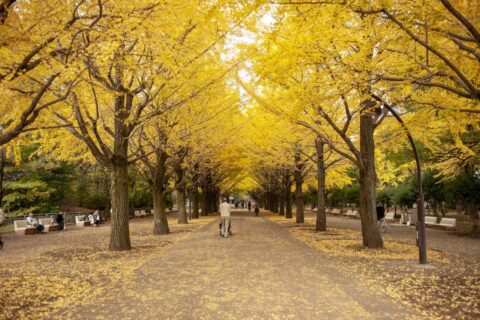 Región de Kanto: Un Viaje Inolvidable por Tokio y sus Alrededores | Japonan